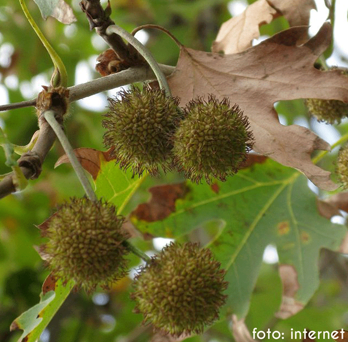 PLATAN KLONOLISTNY P9 - - rośliny ozdobne liściaste drzewa ozdobne ...